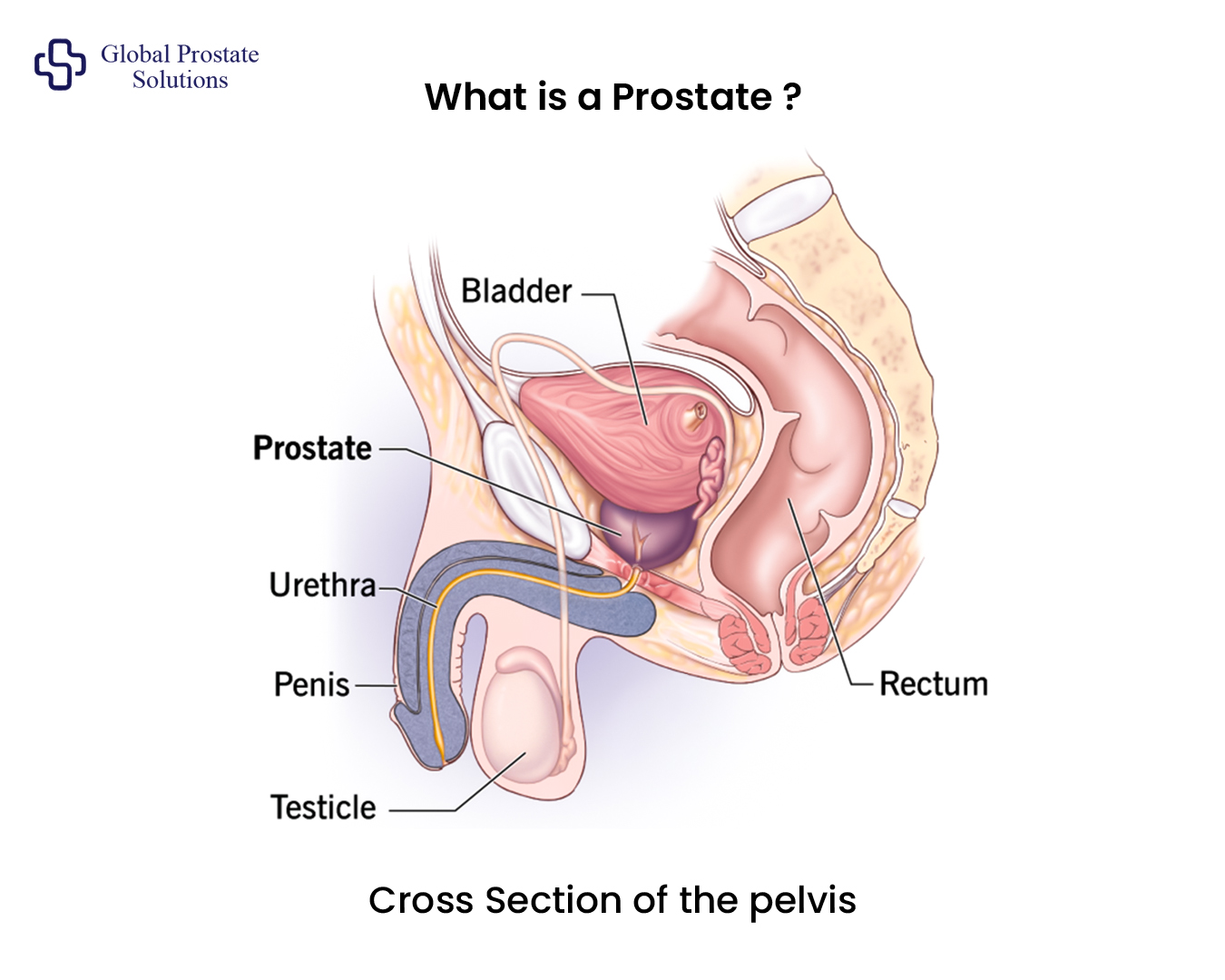 What is a Prostate | Anatomy, Location, Function Explained